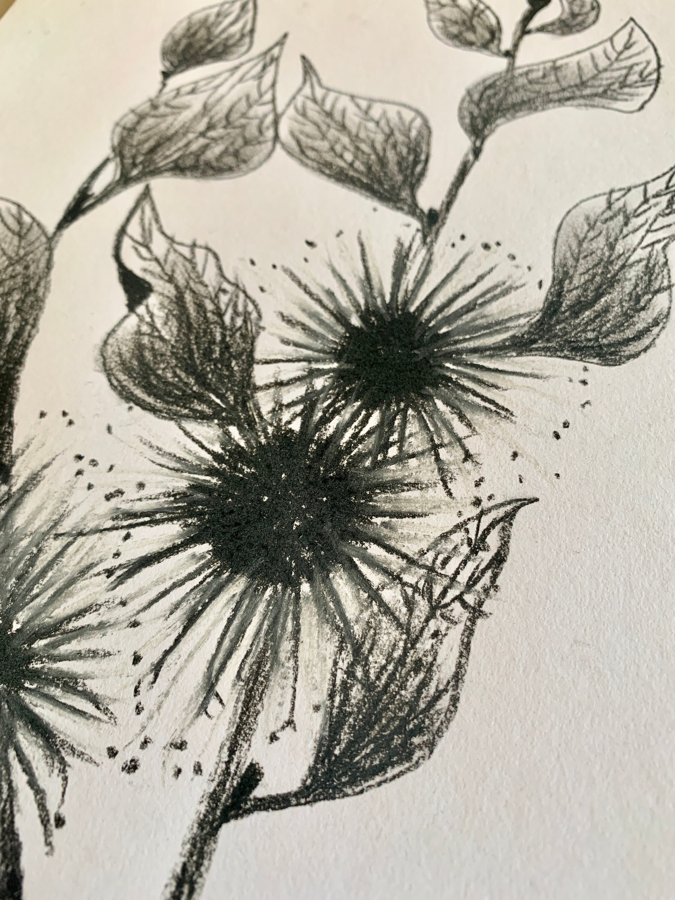 Original Charcoal Pencil Drawing Sea Urchin Hakea - Etsy