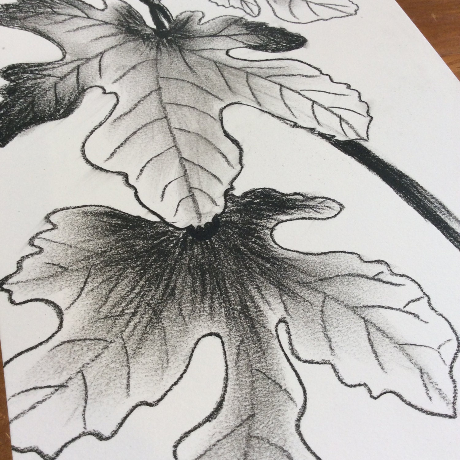 Charcoal Drawings Of Leaves
