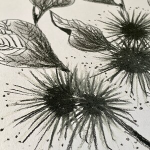 Original Charcoal Pencil Drawing Sea Urchin Hakea - Etsy