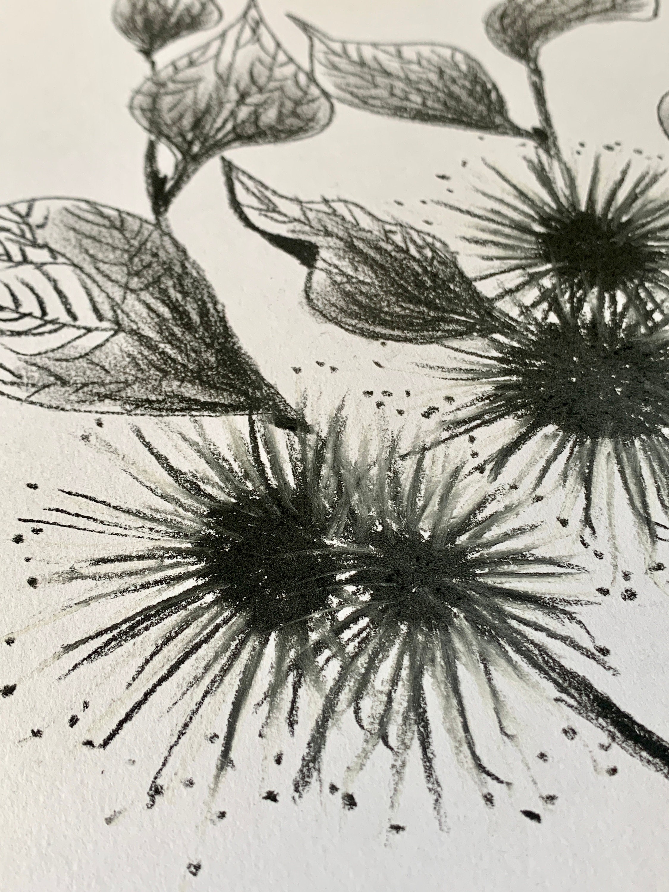 Original Charcoal Pencil Drawing Sea Urchin Hakea - Etsy