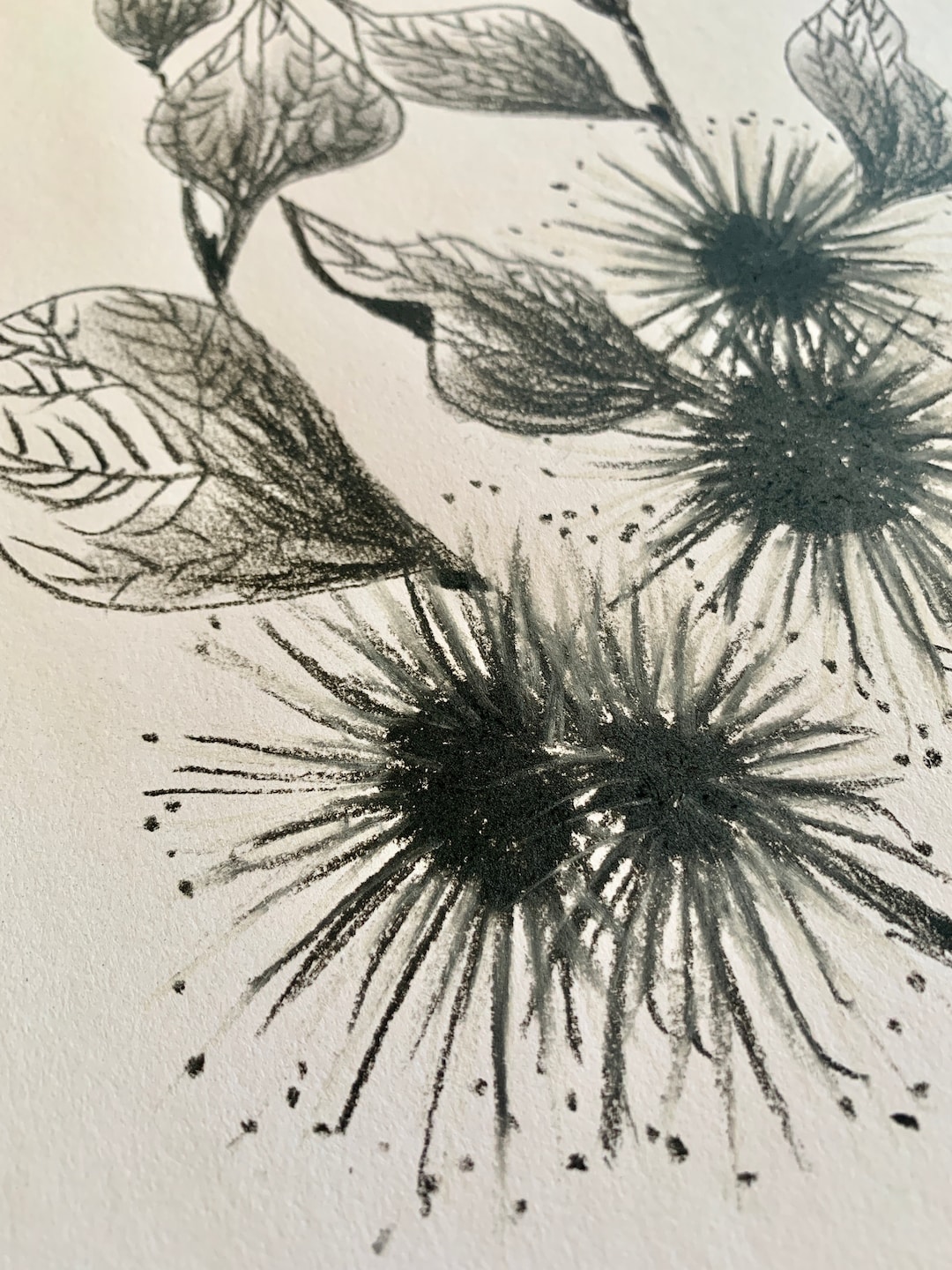 Original Charcoal Pencil Drawing Sea Urchin Hakea - Etsy