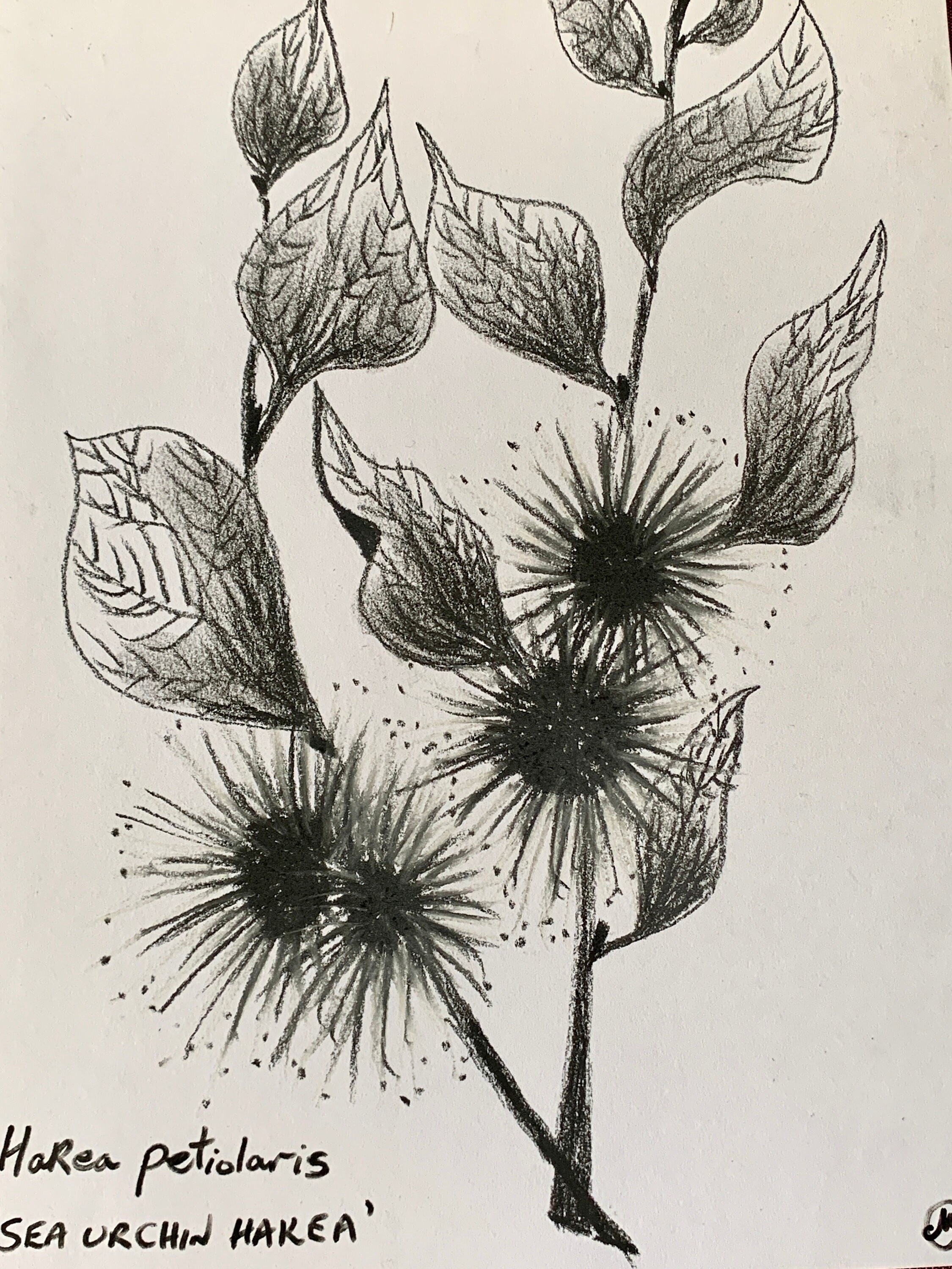 Original Charcoal Pencil Drawing Sea Urchin Hakea - Etsy