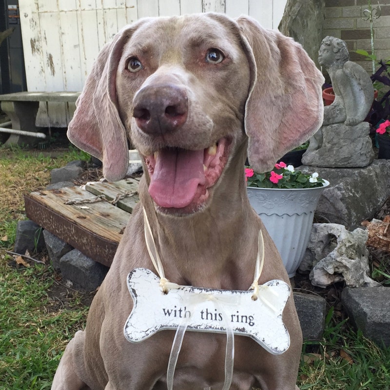 Dog Ring Holder - Etsy