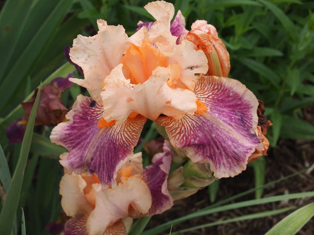 Lot of 5 Mixed Bearded Iris Fans Plants - Etsy
