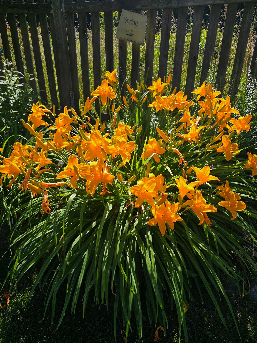 Orange Yellow Daylily, Daylily Roots, Hemerocallis Fulva, Cold ...