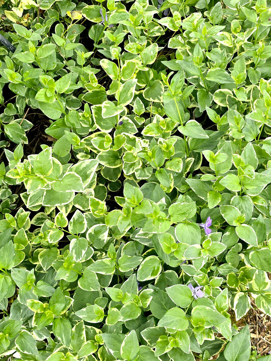 Greater Periwinkle Variegated, 3 Rooted Cuttings, Hardy Robust ...