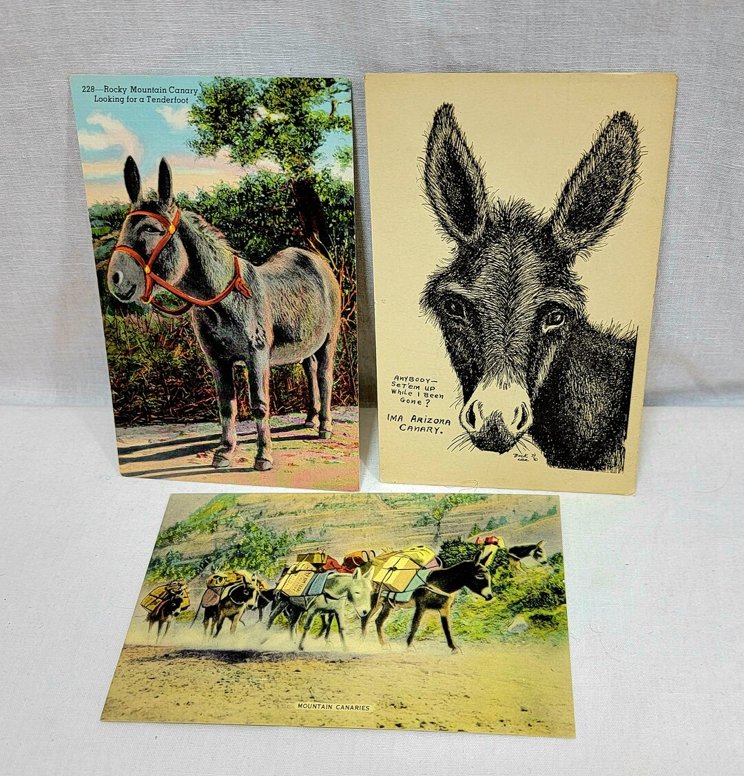 Vintage Humorous Postcards Souvenirs Featuring Donkeys - Lot of 3 - Mid ...