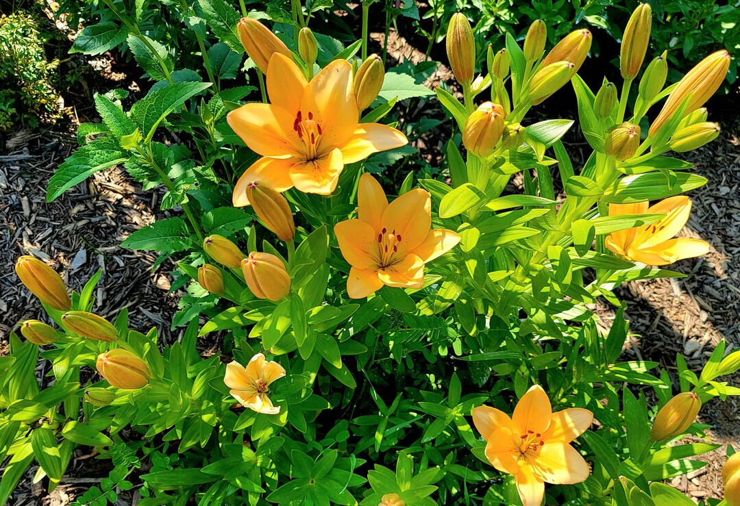 Peach Color Asiatic Lily Maybe Emperor or Candelabra, 4 Bulbs - Etsy