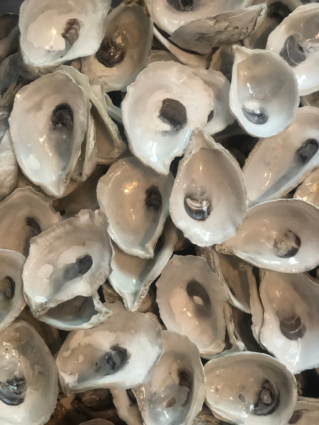 Oyster, Oyster Shells, Seashell, DIY, Crafts, Decoupage, Shells ...