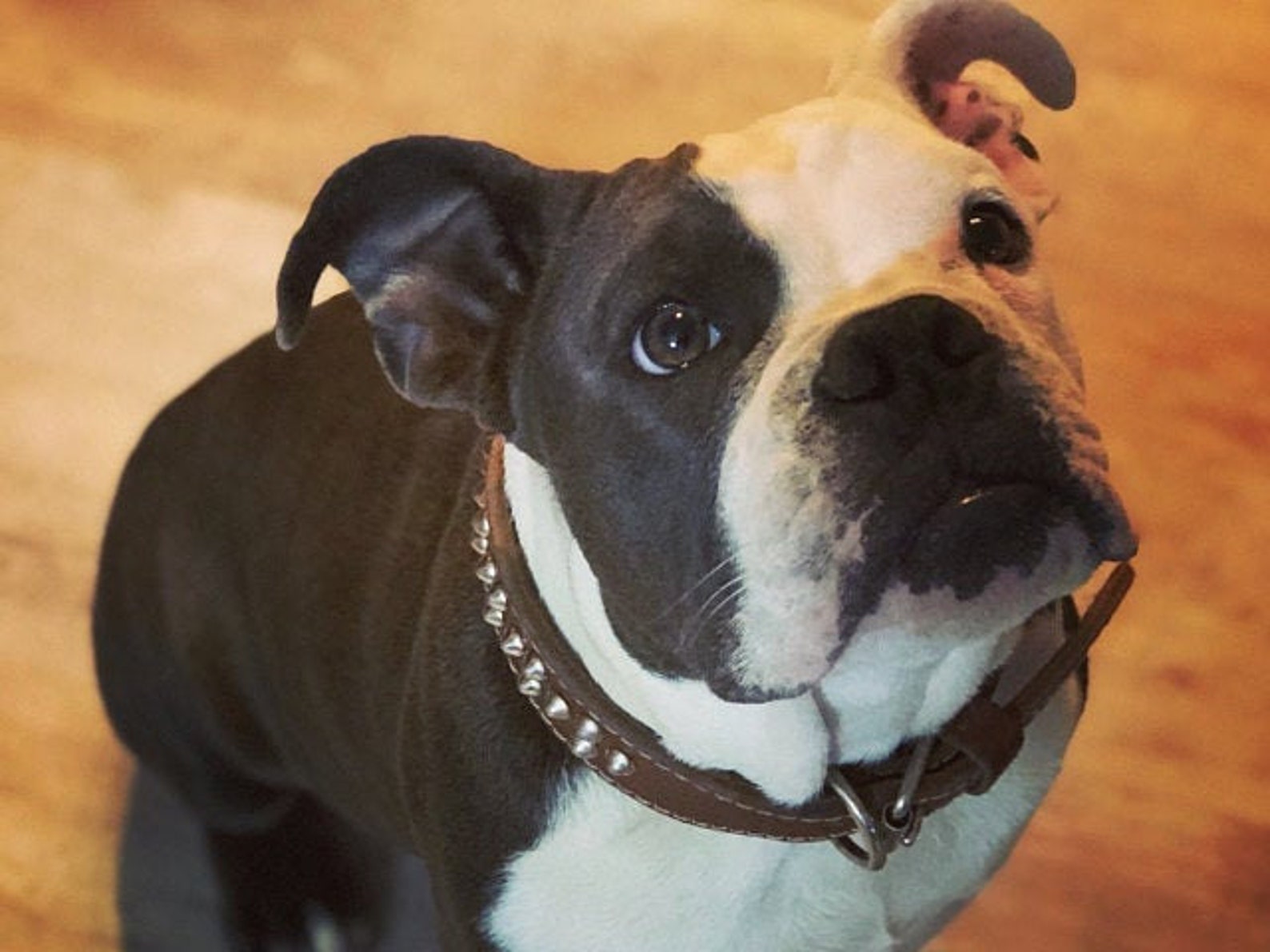 Pit Bull Dog Collar Big Dog Collar Wide Dog Collar Bull Dog - Etsy