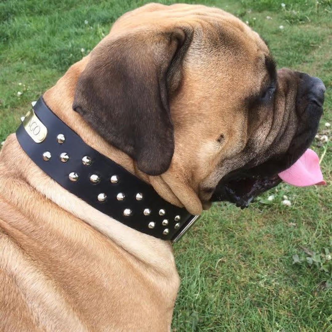 Bull Mastiff Dog Collar, Large Breed Dog Collar, Mastiff Dog Collar ...