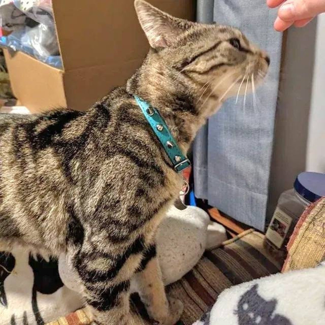 Cat Spike Collar, Tiny Collar, Spiked Cat Collar, Ferret Necklace ...