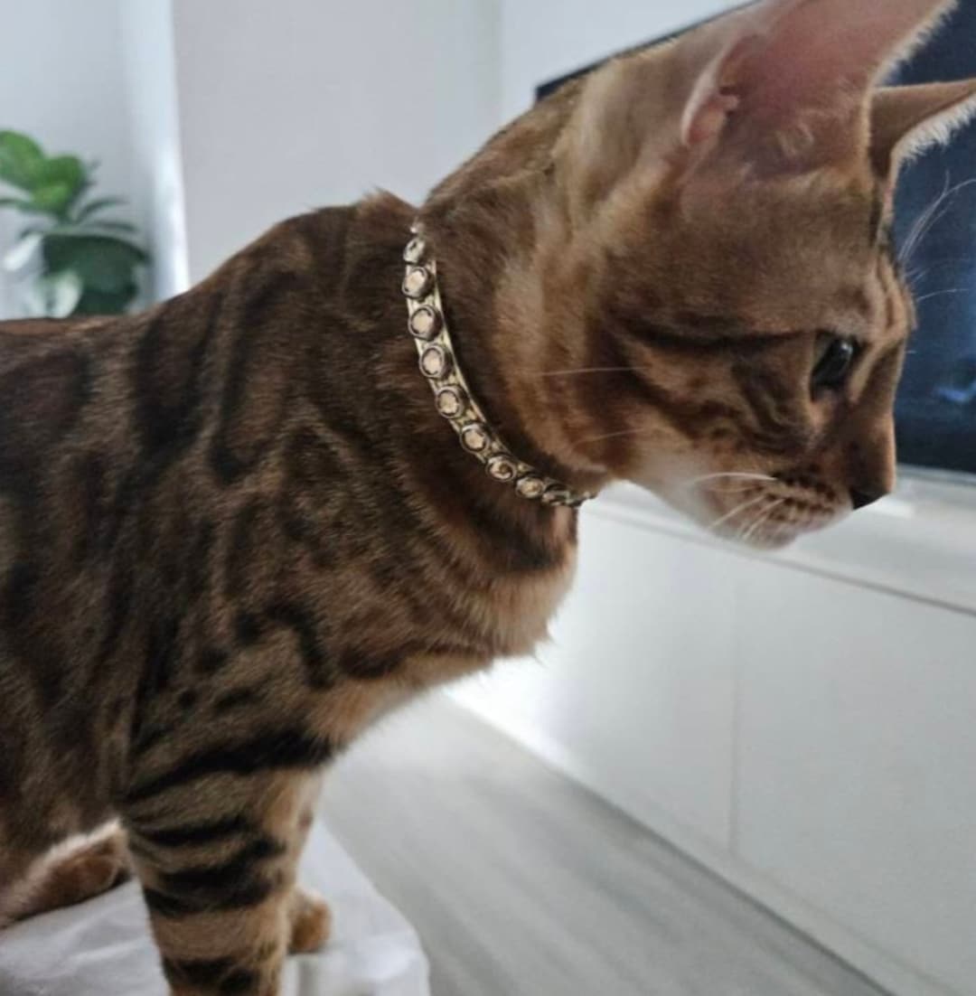 Leather Crystal Cat Collar, Ferret Collar, Kitten Collar, Chihuahua ...