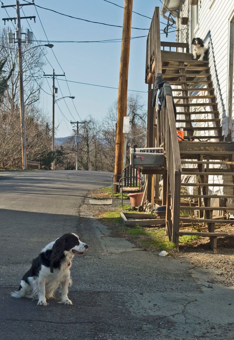 Town Dogs, Photograph Various Sizes - Etsy
