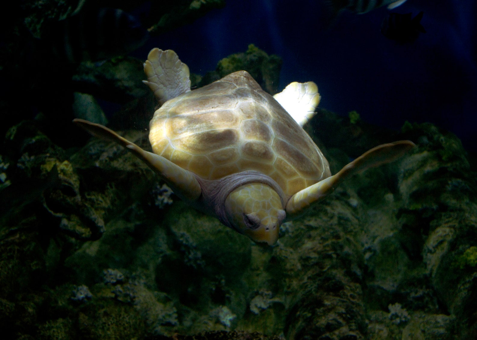 Nimbus the Albino Sea Turtle Photograph Various Sizes - Etsy