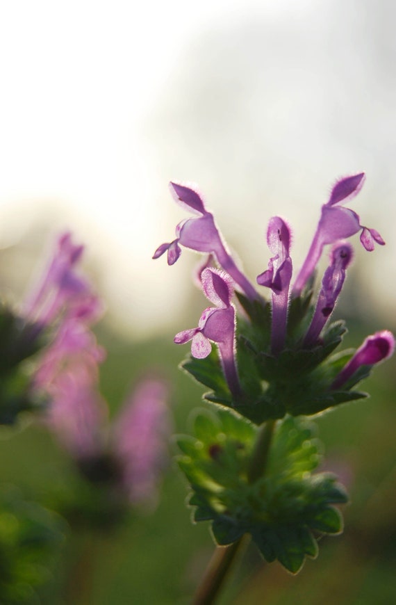 Henbit Fine Art Photograph Various Sizes - Etsy