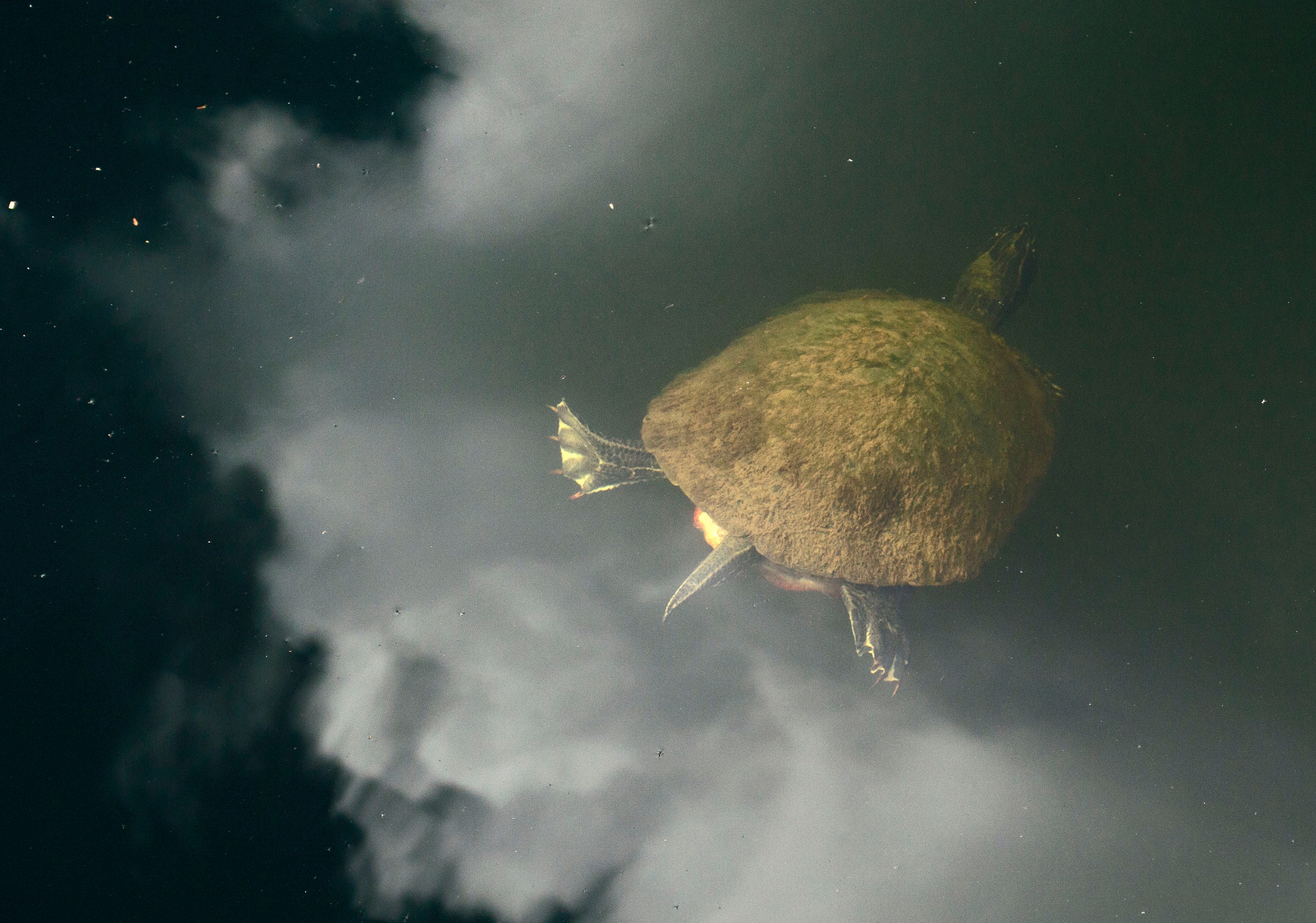 Turtle in the Sky, Photograph Various Sizes - Etsy