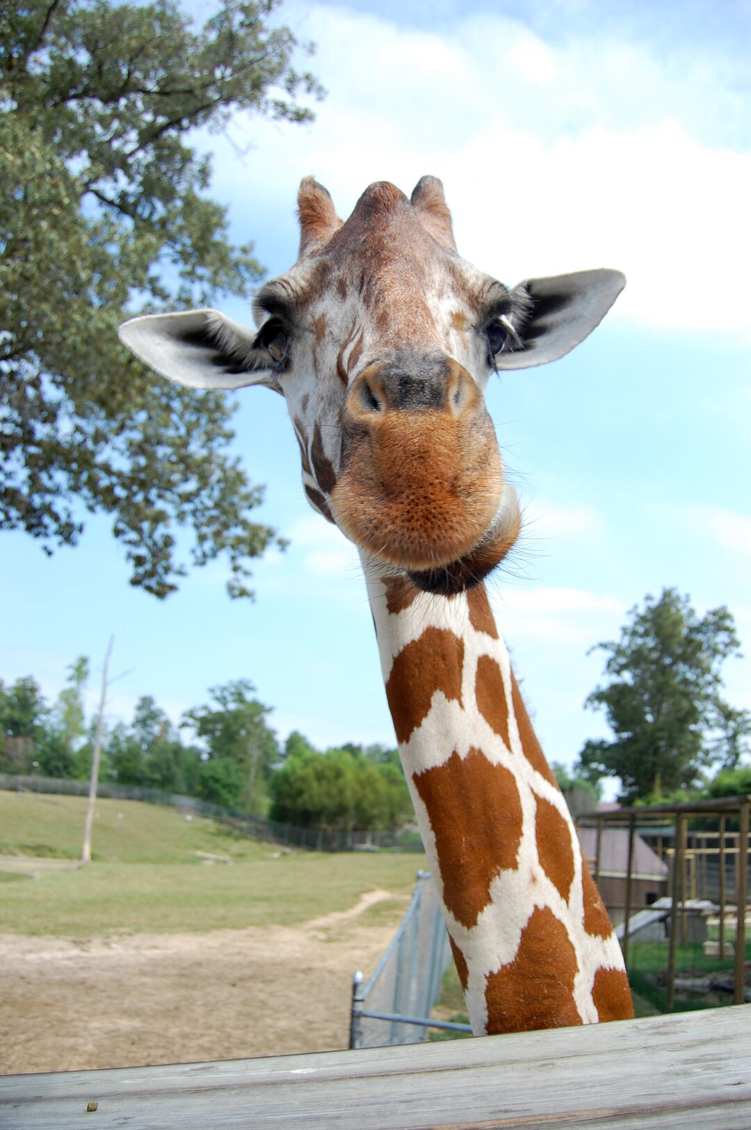 Goofy Giraffe Photograph Various Sizes - Etsy
