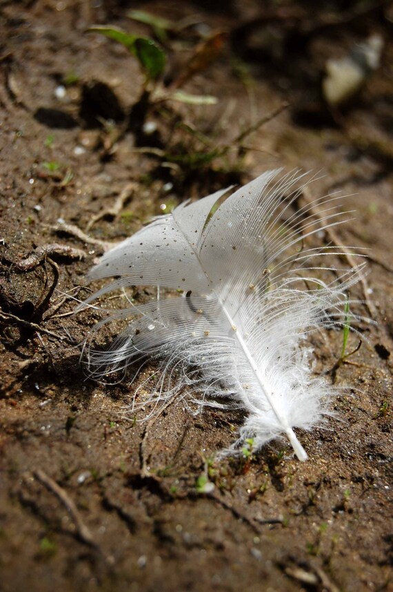 Little White Feather Fine Art Photograph Various Sizes - Etsy UK
