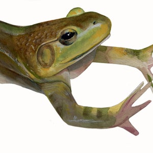 Bullfrog Framed Print, Frog Watercolor, Amphibia Lover Gift, American ...