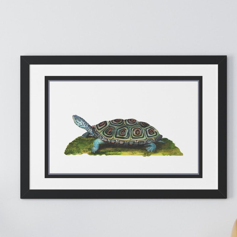 Terrapin Turtle - Etsy