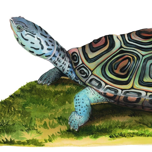 Terrapin Turtle - Etsy