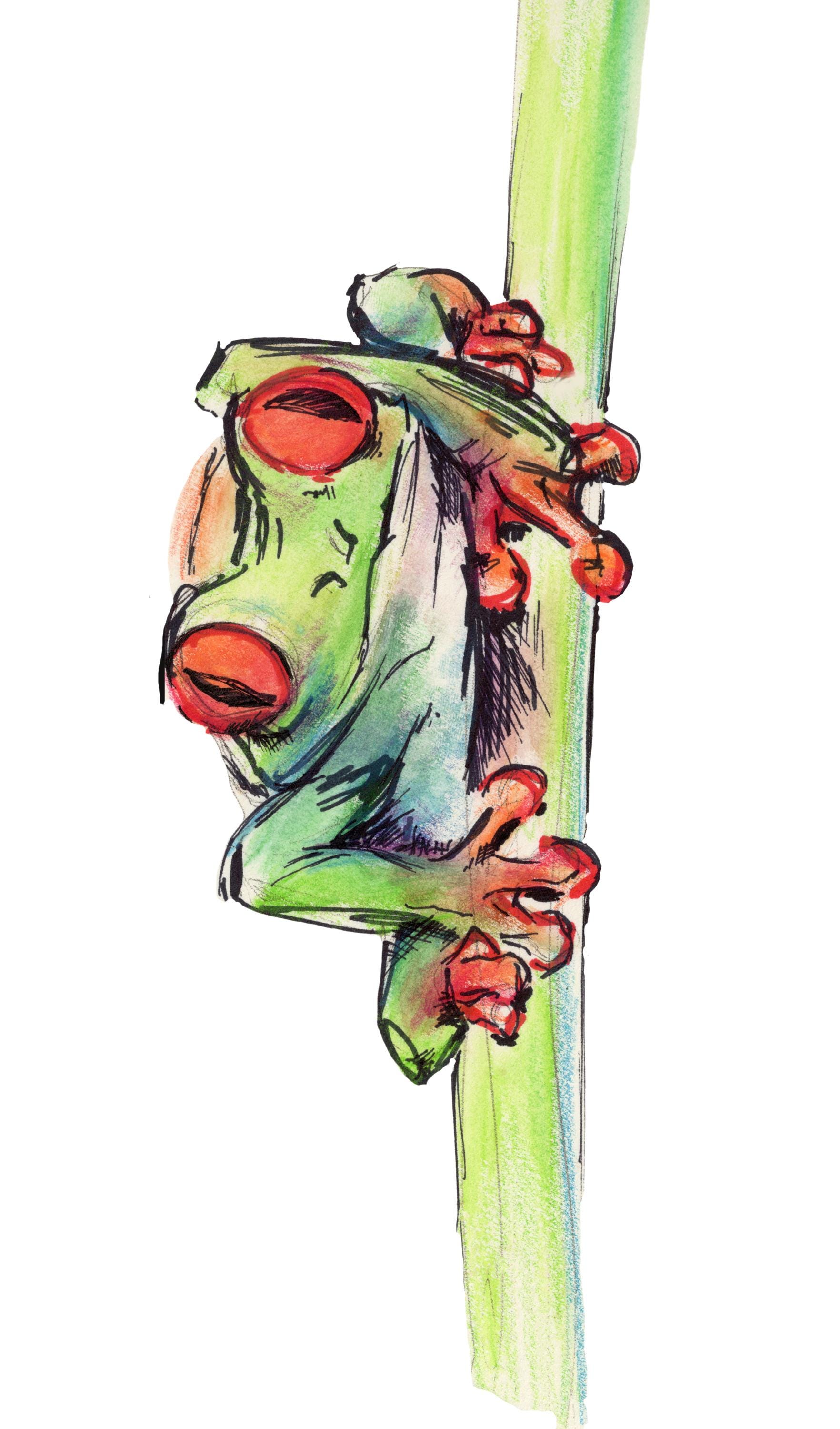 Red-eyed Tree Frog Mug Rainforest Tree Frogs Coffee Cup Gift for Frog ...