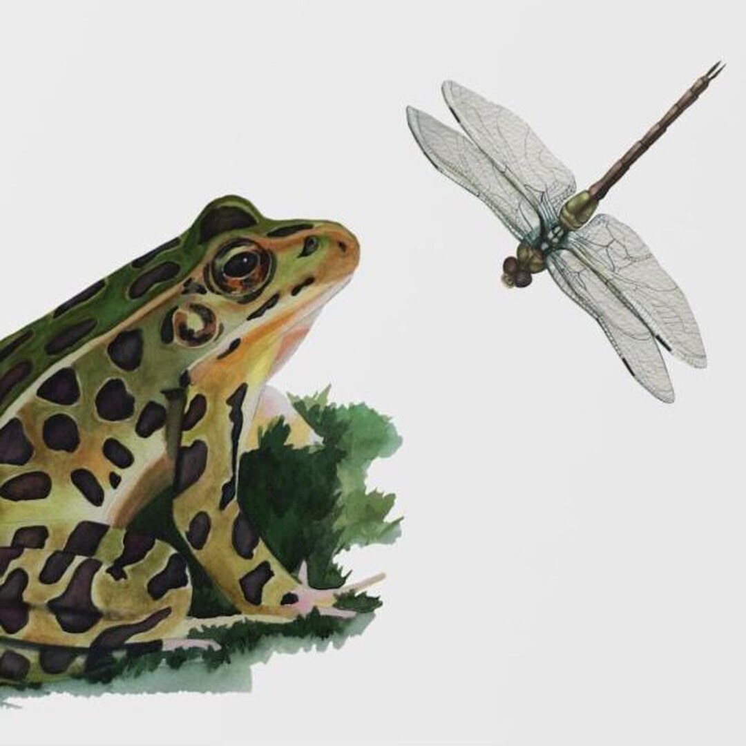 Leopard Frog and Green Dragonfly Framed Print Wall Arts Gift Home Decor ...