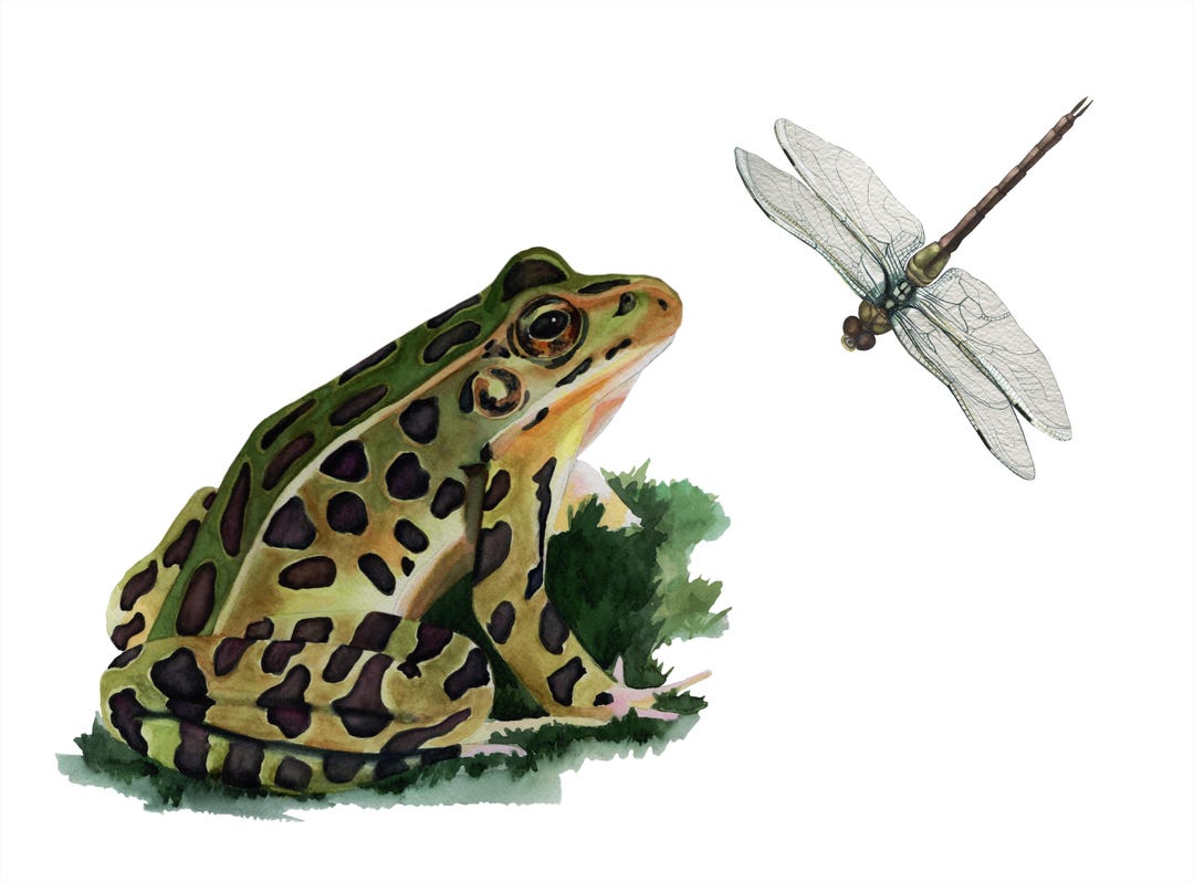 Leopard Frog and Dragonfly Watercolor: Framed Print - Etsy