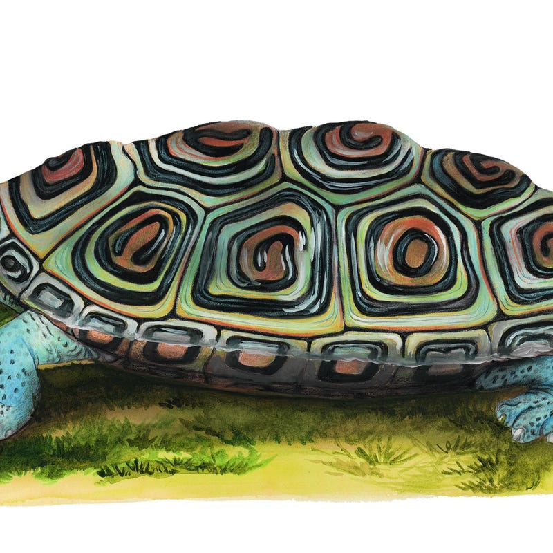 Terrapin Turtle - Etsy