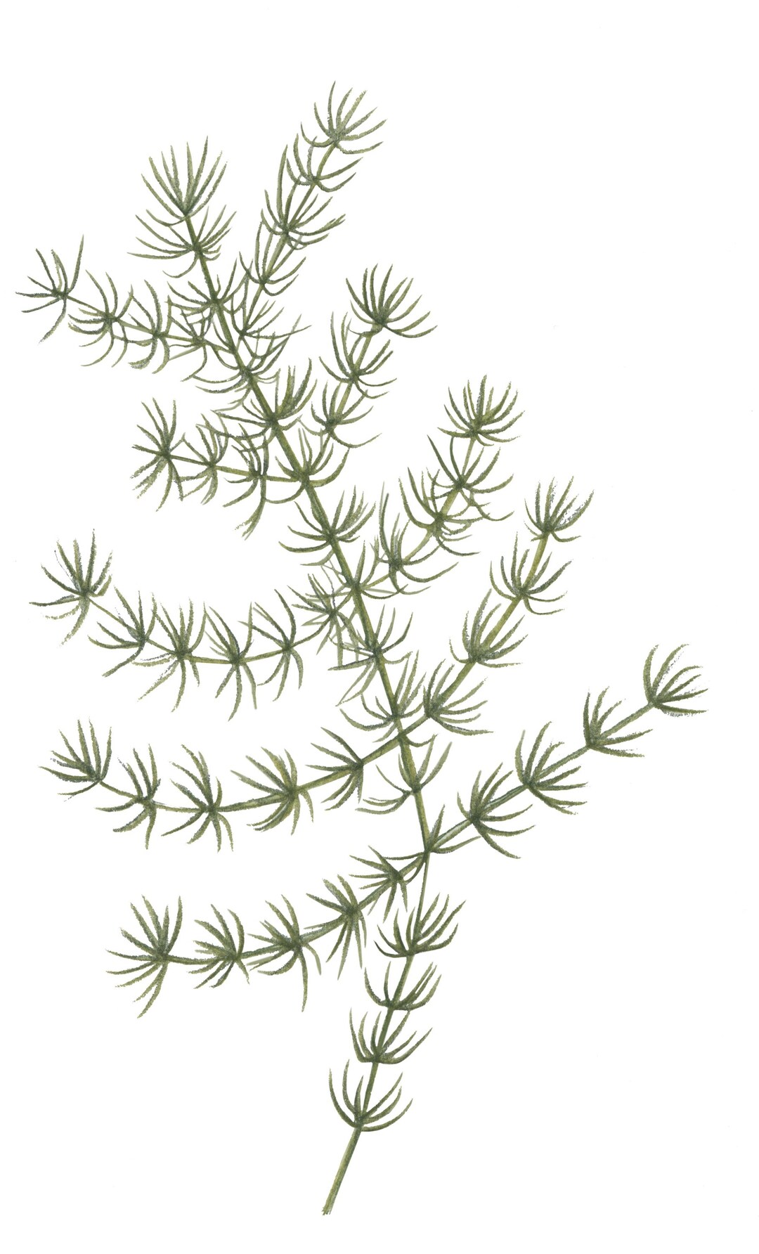 Coontail Framed Print, Hornwort Wall Art, Aquatic Plant Botanical Gift ...