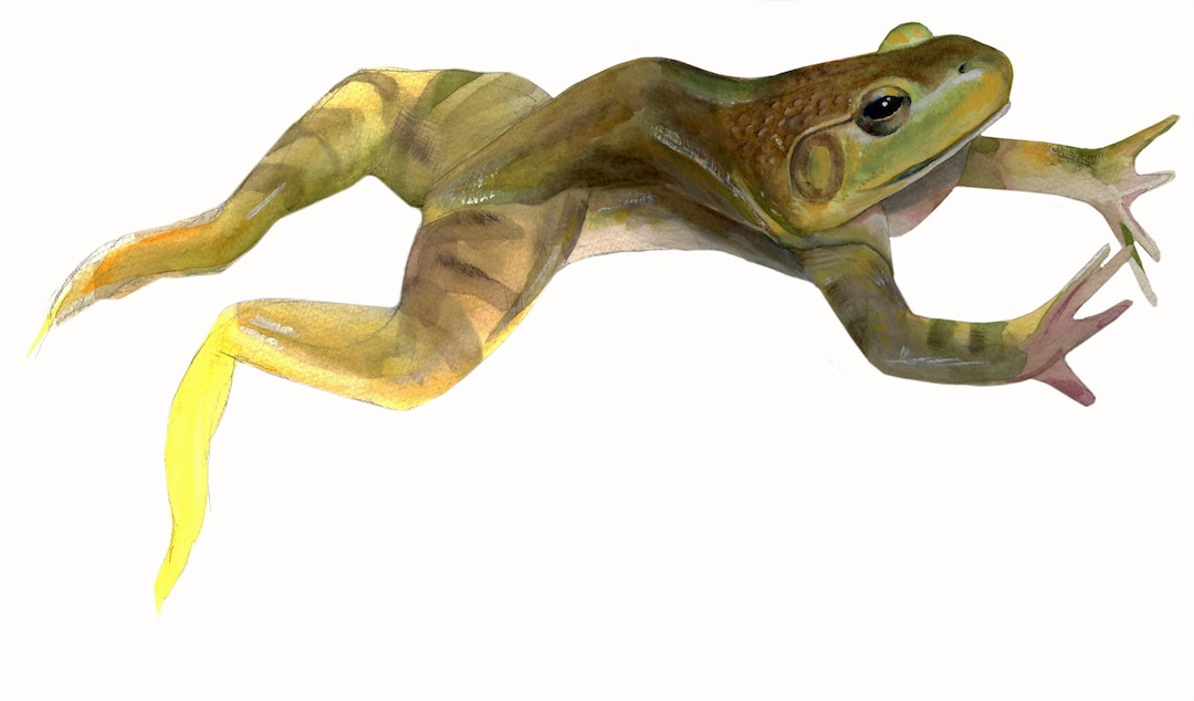 Bullfrog Framed Print, Frog Watercolor, Amphibia Lover Gift, American ...