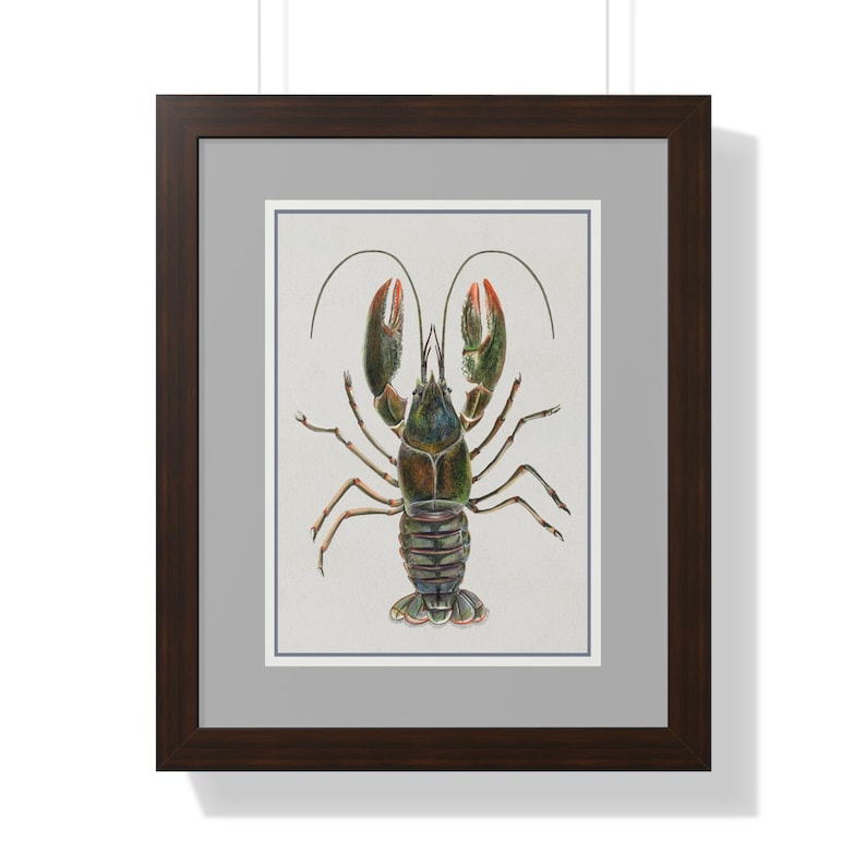 Crayfish Colored Pencil Illustration: Framed Print - Etsy
