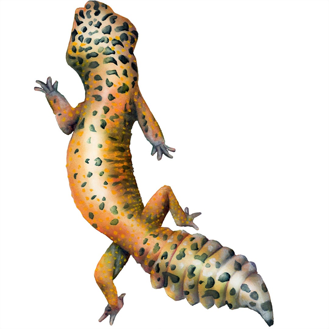 Leopard Gecko Framed Print, Watercolor Wall Art, Pet Gecko Owner Gift ...