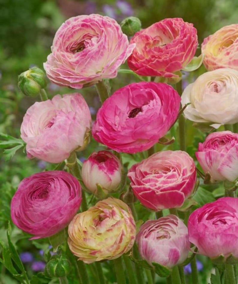 Ranunculus Tecolote Picotee Pink Mix Corms (10) - Etsy
