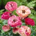Ranunculus Tecolote Picotee Pink Mix Corms (10) - Etsy