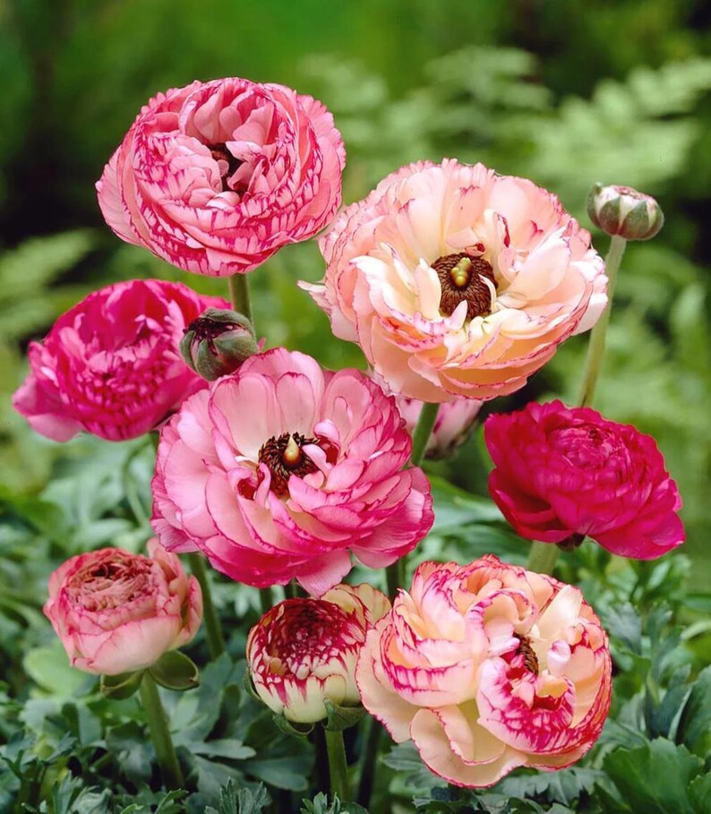 Ranunculus Tecolote Picotee Pink Mix Corms (10) - Etsy