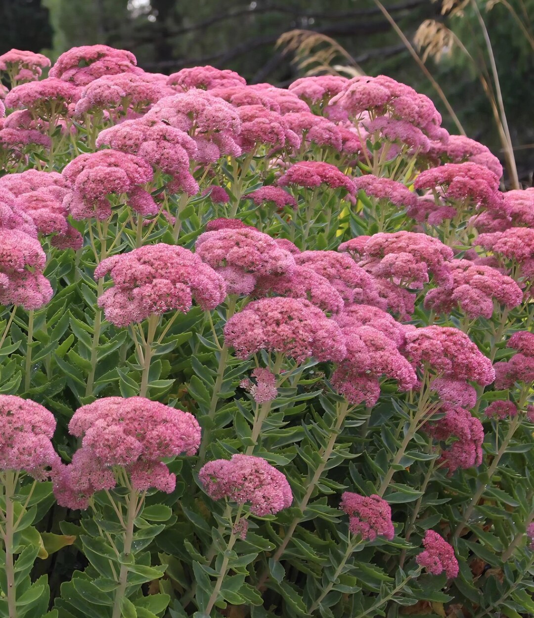 2 LIVE Sedum Autumn Joy Rooted Cutting Plugs - Etsy