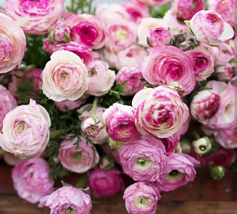 Ranunculus Telecote Picotee Pink Mix Corms - Etsy