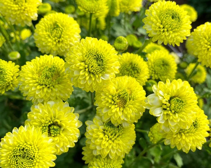 LIVE Green Kermit Chrysanthemum Mum Plugs (3) Pre-order - Etsy