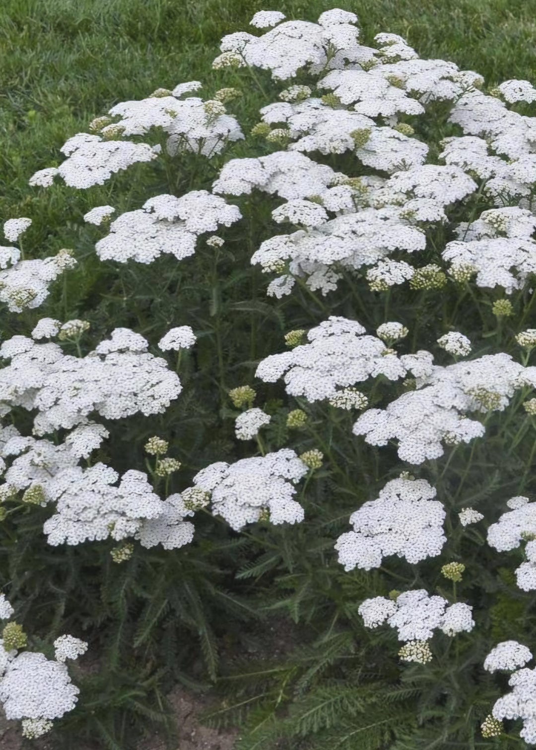 Live White Yarrow 'firefly Diamond' Achillea Perennial Flower Plants 2 ...