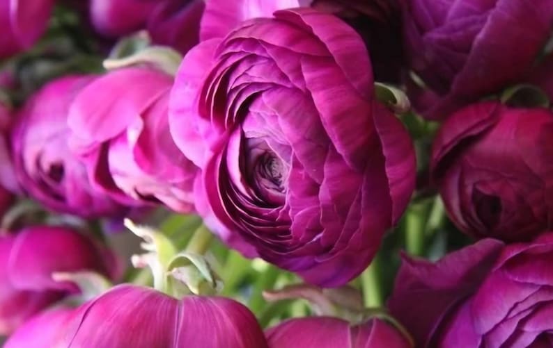 Ranunculus Amandine Violet Corms Bulbs (10) - Etsy