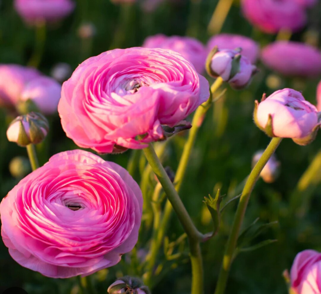 Pre-sprouted Ranunculus Amadine Pink Barby Corms Bulbs (6) - Etsy