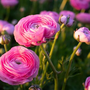 Ranunculus Amandine Pink Barby Corms (10) - Etsy