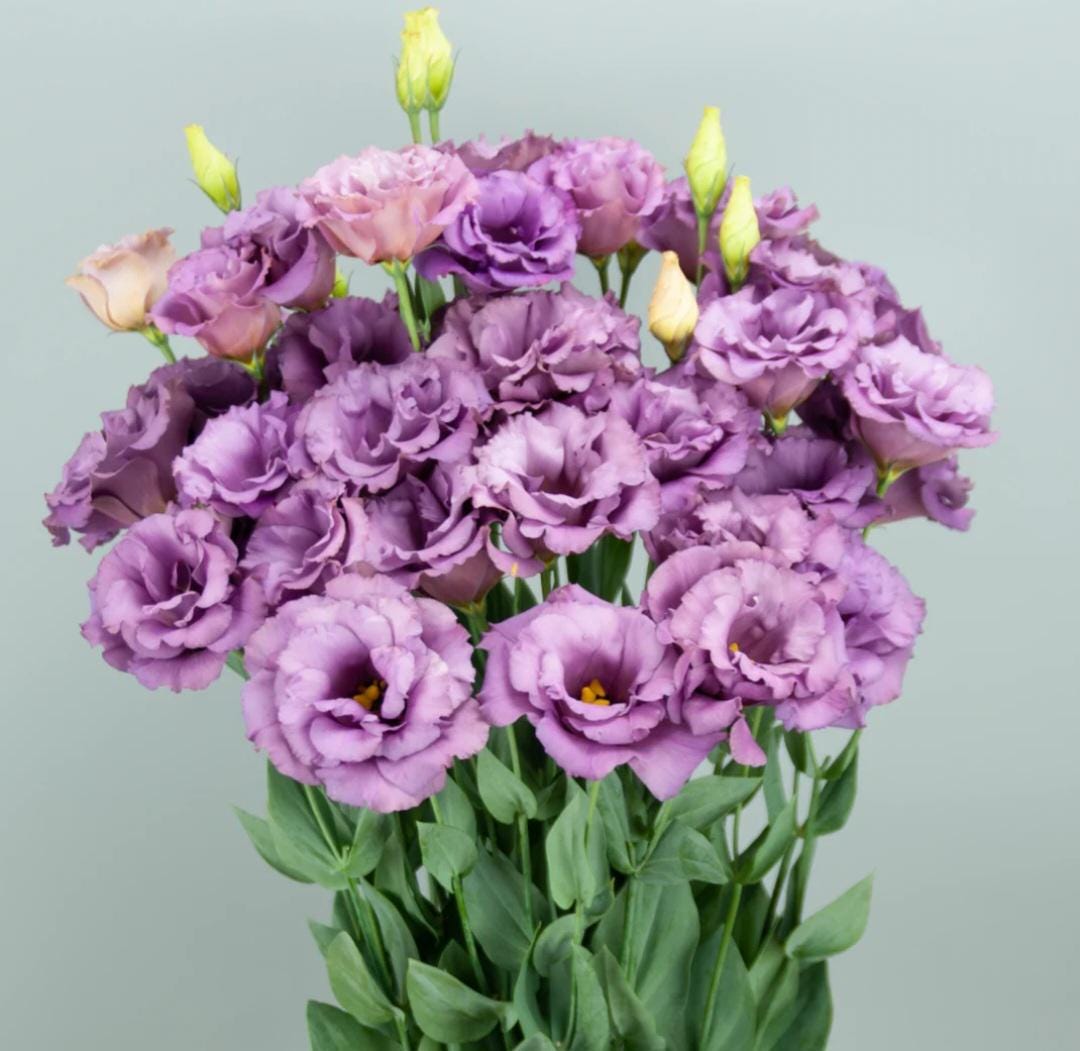 Live Lisianthus Lilac Shades Megalo Elegance Plugs (4) - Etsy