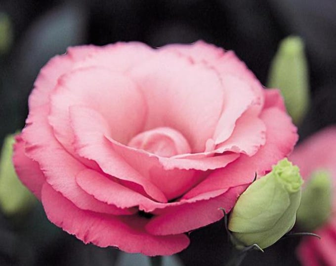 LIVE Plant Lisianthus Arena Rose III Pink Flower Large Plugs (4) - Etsy