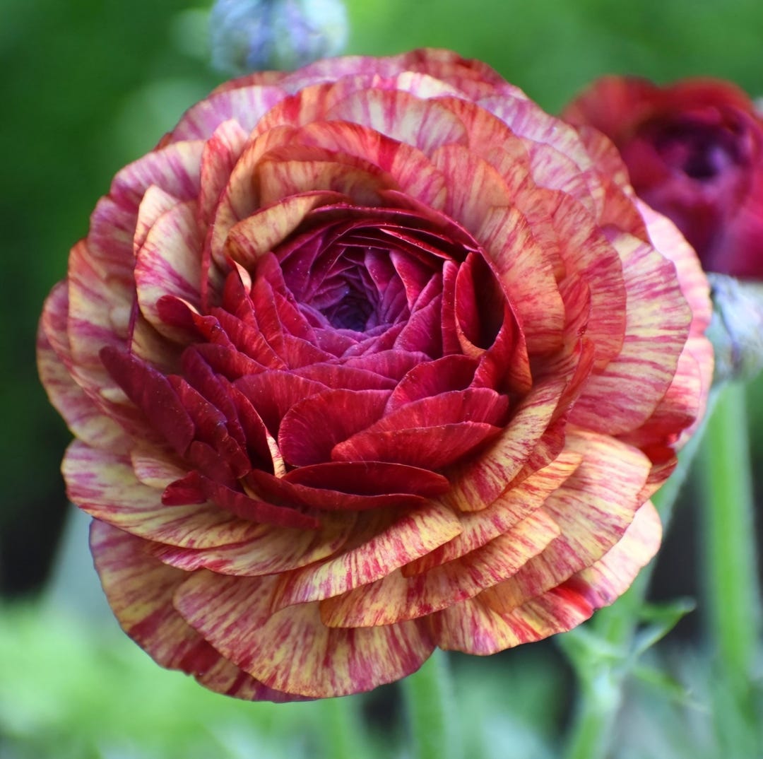 Cafe Picotee Aviv Ranunculus Corms (20) - Etsy