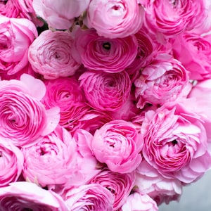Ranunculus Amandine Pink Barby Corms (10) - Etsy
