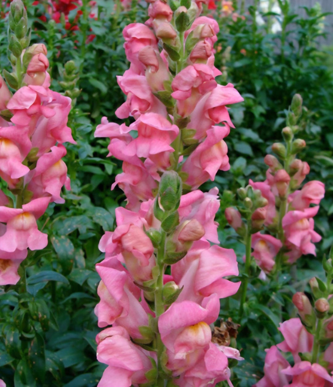 4 LIVE Pink Rocket Snapdragons Plugs - Etsy