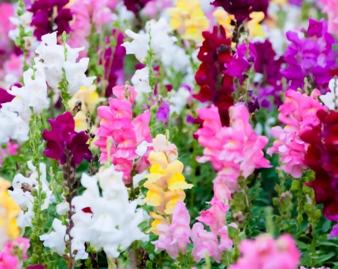 4 LIVE Liberty Snapdragons Mix Plugs - Etsy